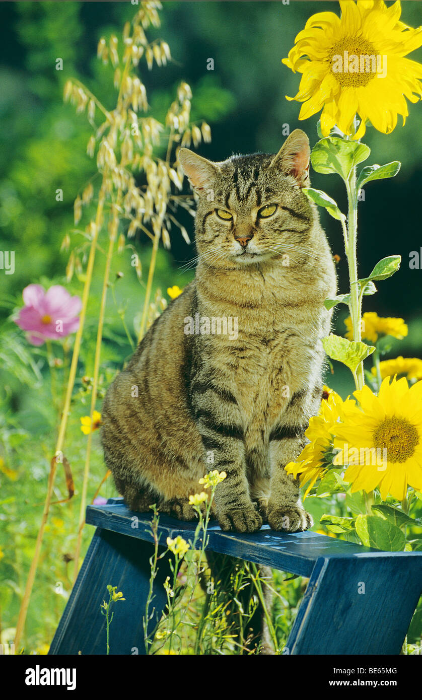 Cat sunflowers hi-res stock photography and images - Alamy
