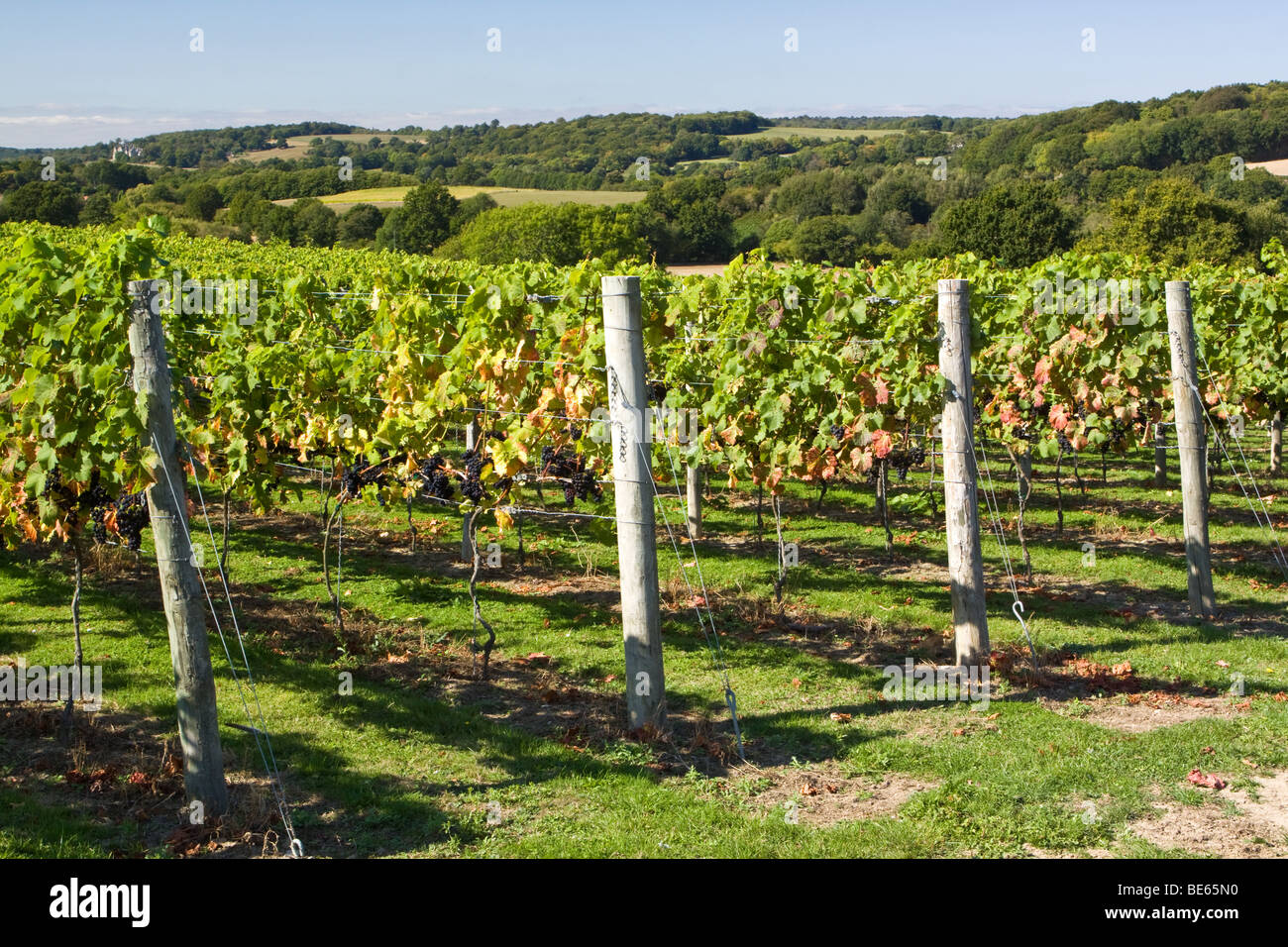 Rows of grape vines hi-res stock photography and images - Alamy