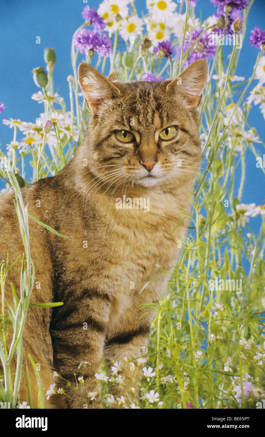 tabby cat in between flowers Stock Photo - Alamy