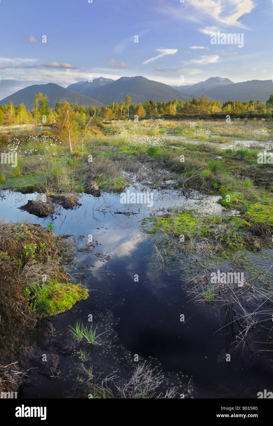 Wetlands, renaturation of moor with flowers from Hare's-tail ...