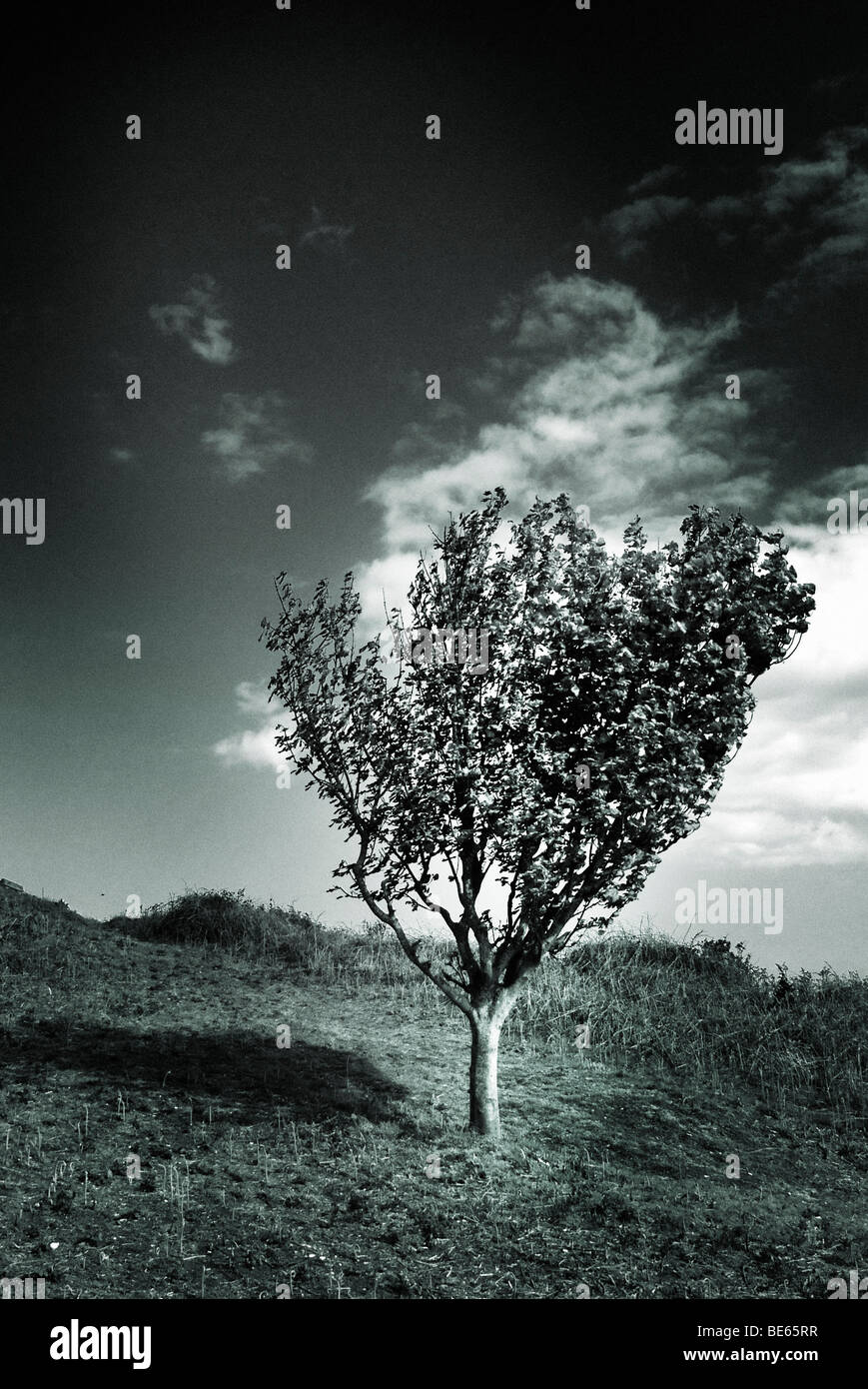 single tree against dark sky Stock Photo - Alamy