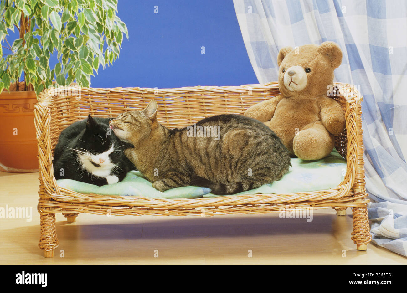 Two Cat Smooching High Resolution Stock Photography and Images - Alamy