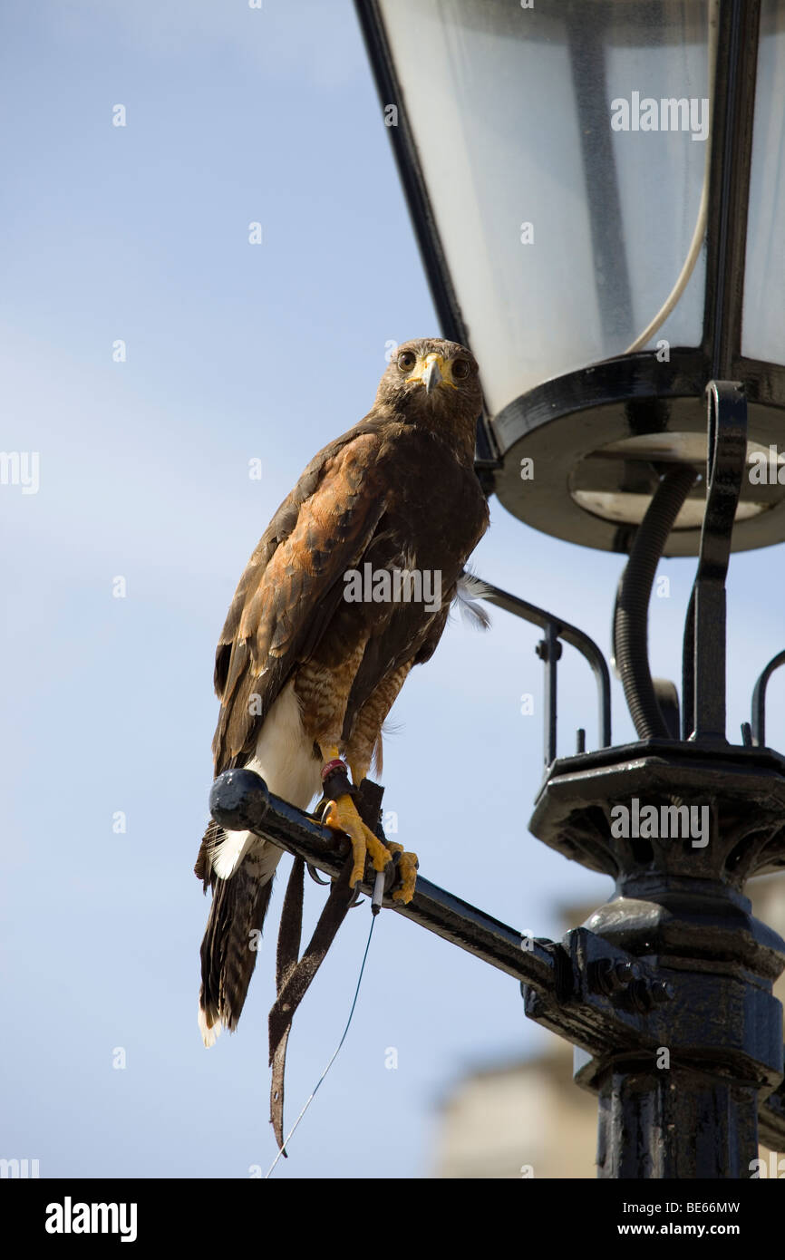 Trafalgar square pigeon deterrent hi-res stock photography and images ...