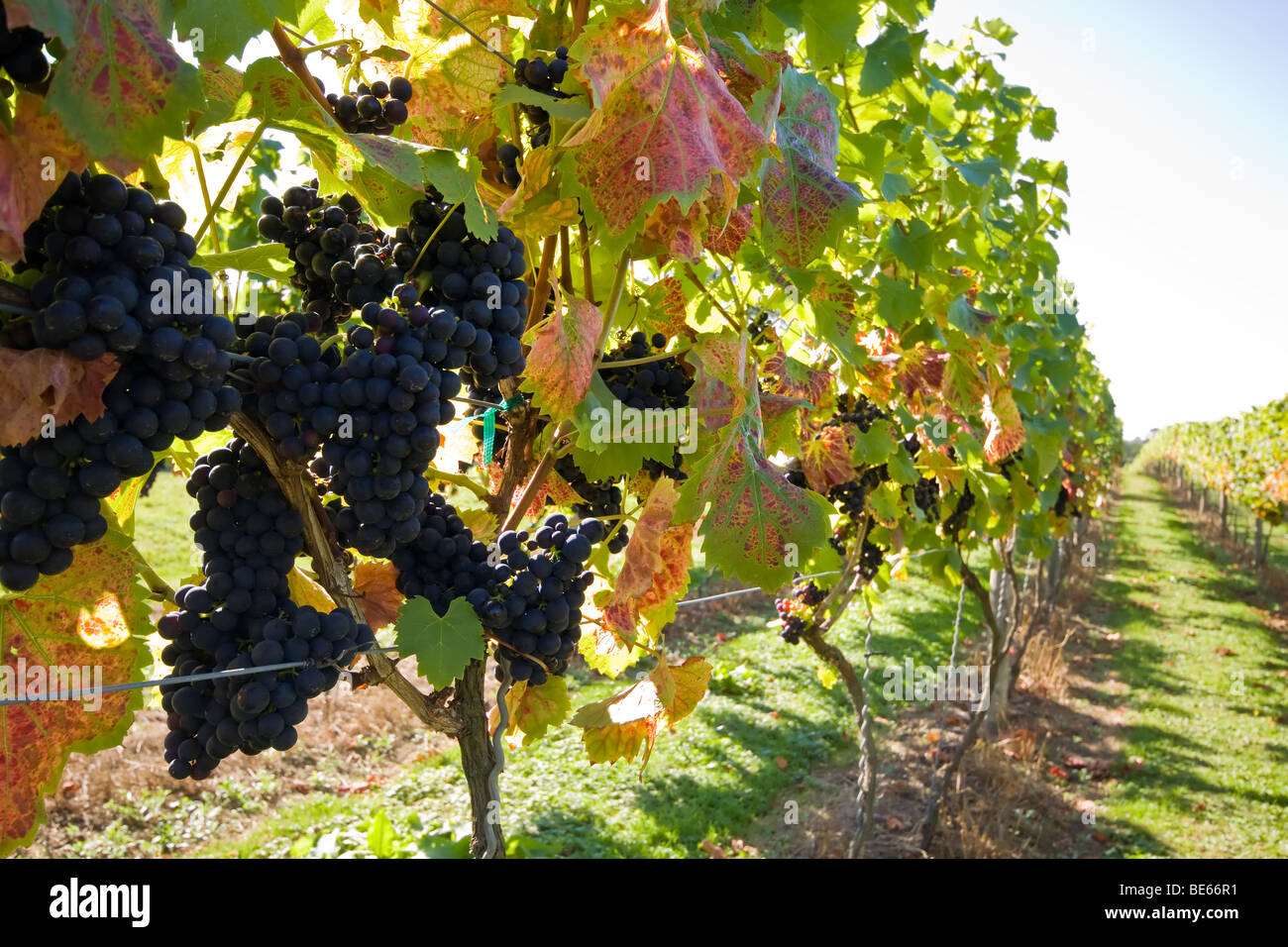 British grape vine hi-res stock photography and images - Alamy