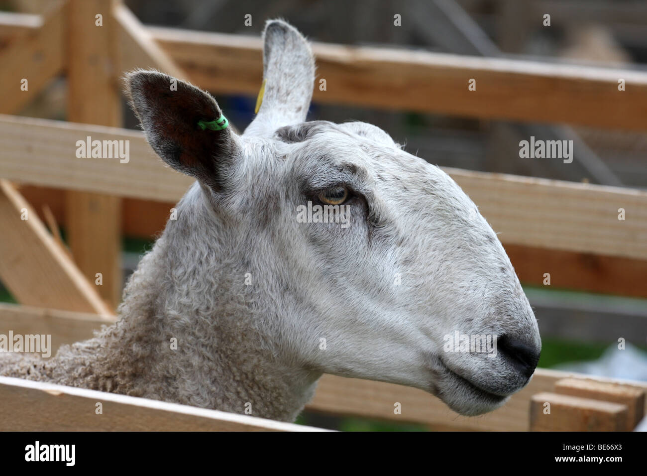 Blue faced Leicester sheep at Nidderdale Show Stock Photo - Alamy