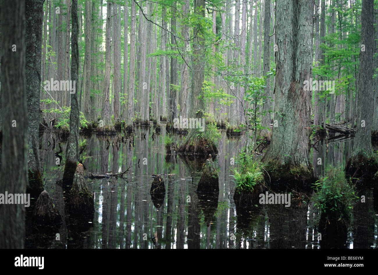 A Carolina Bay with Pond Cypress Trees in the Francis Marion National ...