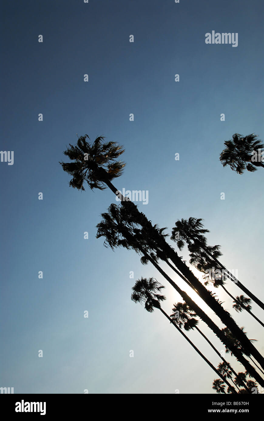 Palm trees sunny day hi-res stock photography and images - Alamy