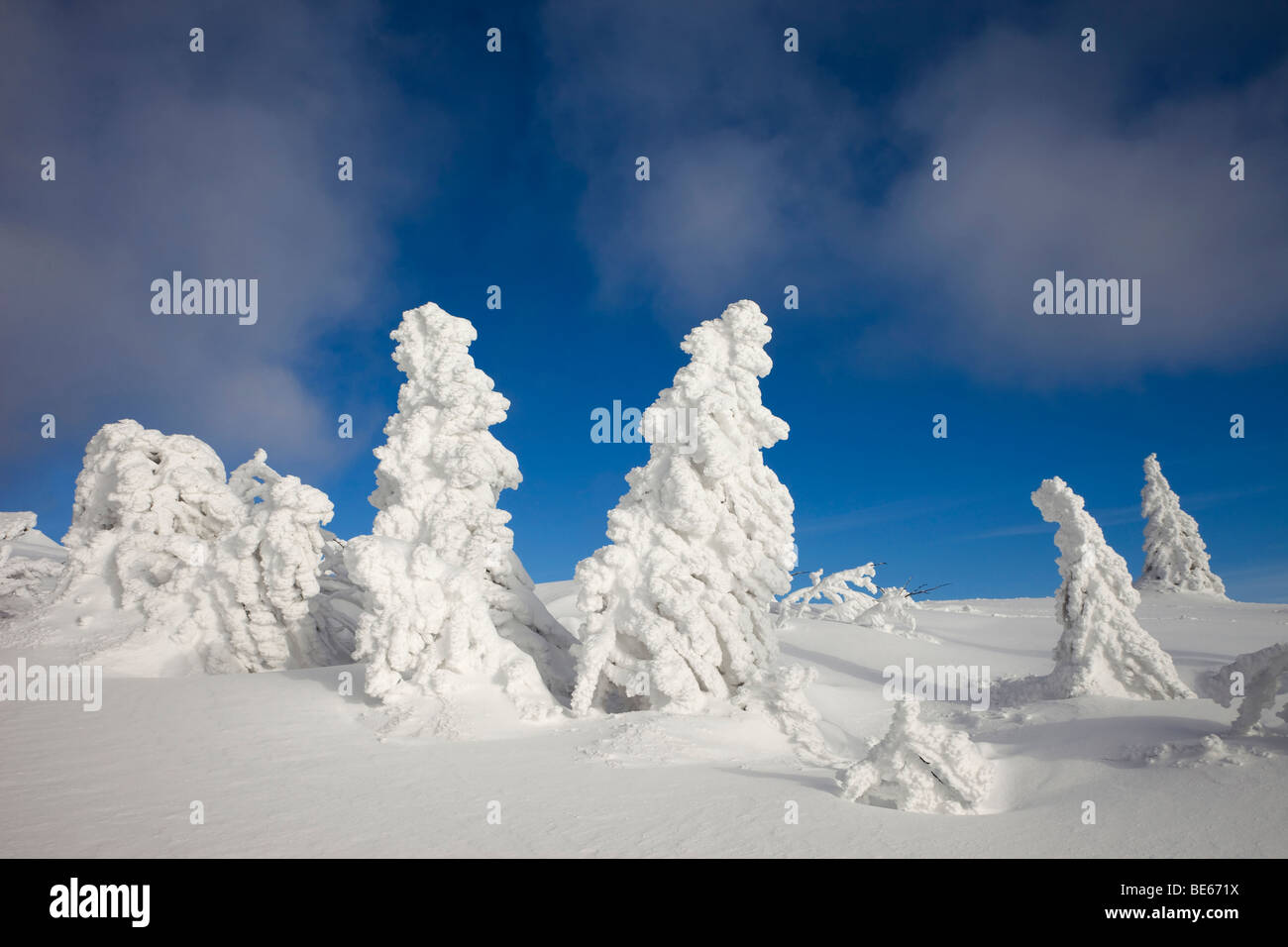 Spruce trees (Picea sp.) covered with snow, Great Arber, Bohemian ...