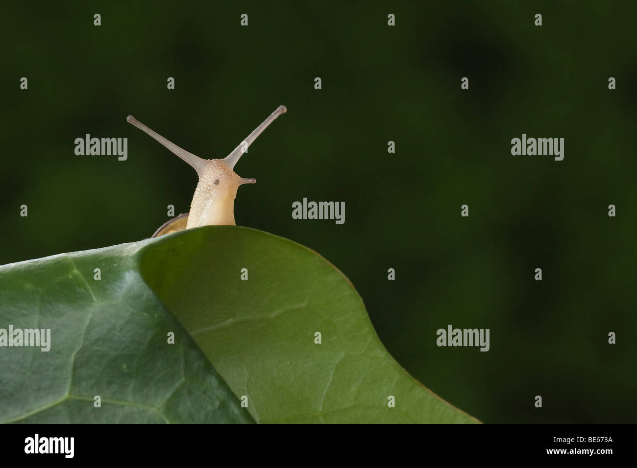 Banded snail hi-res stock photography and images - Alamy