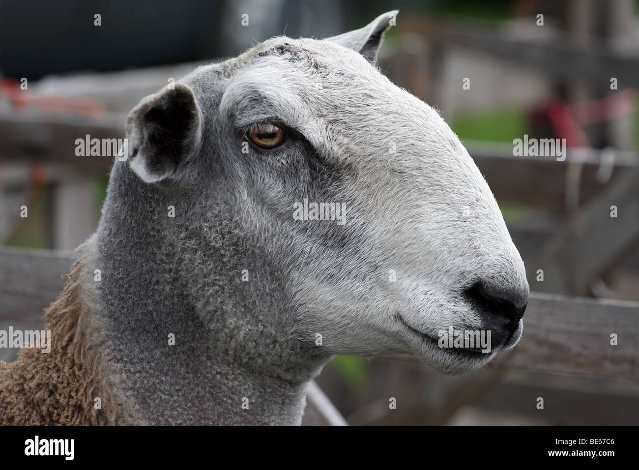 Blue faced leicester sheep hi-res stock photography and images - Alamy
