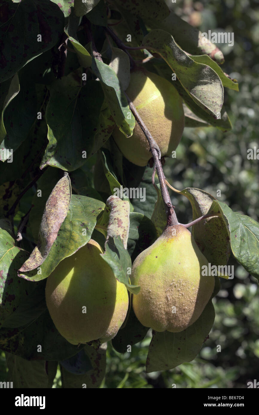 Quince vranja hi-res stock photography and images - Alamy