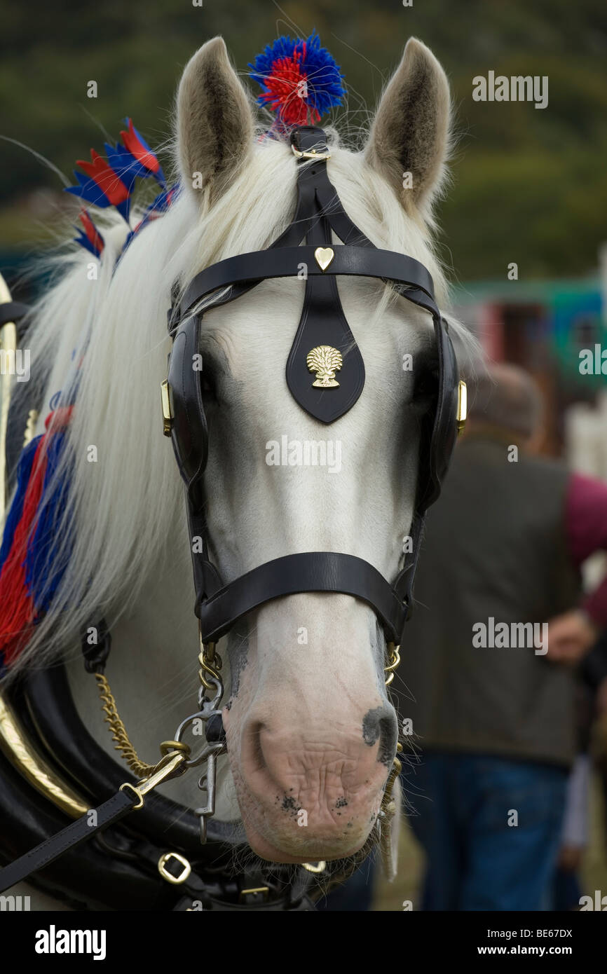 Shire horse head hi-res stock photography and images - Alamy