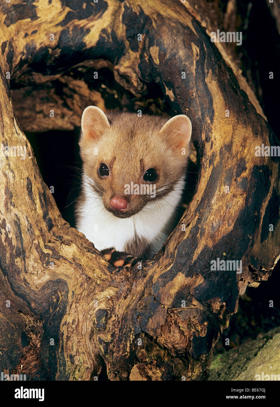 beech marten - looking out of a tree hole / Martes foina Stock Photo ...