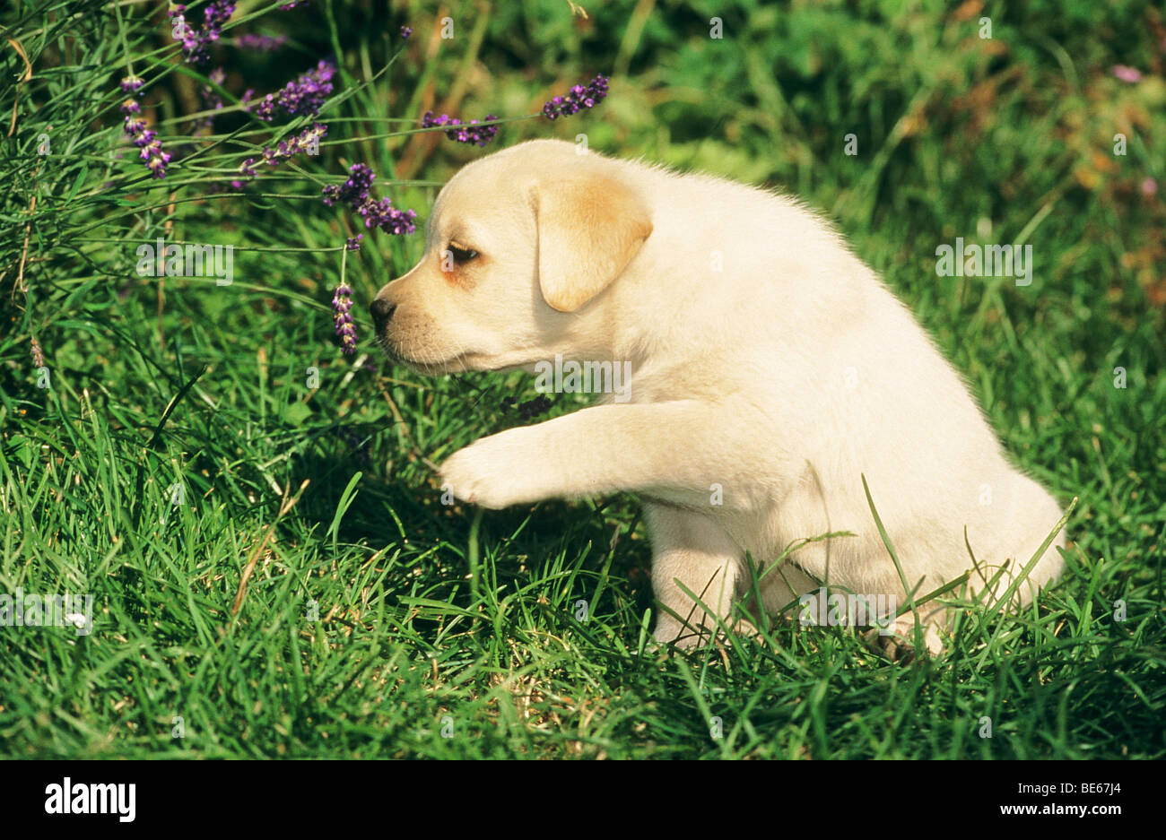 Labrador Retriever dog - puppy sniffling at lavender Stock Photo - Alamy