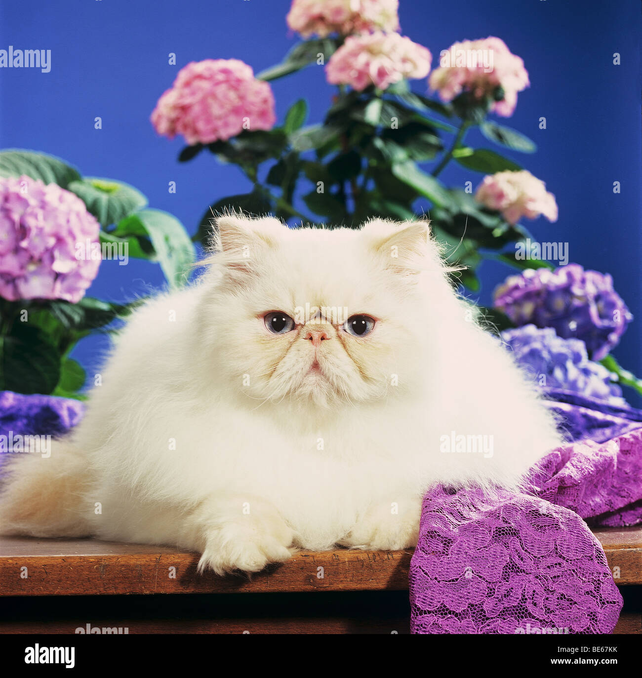 Exotic Shorthair cat - lying in between hydrangeas Stock Photo - Alamy