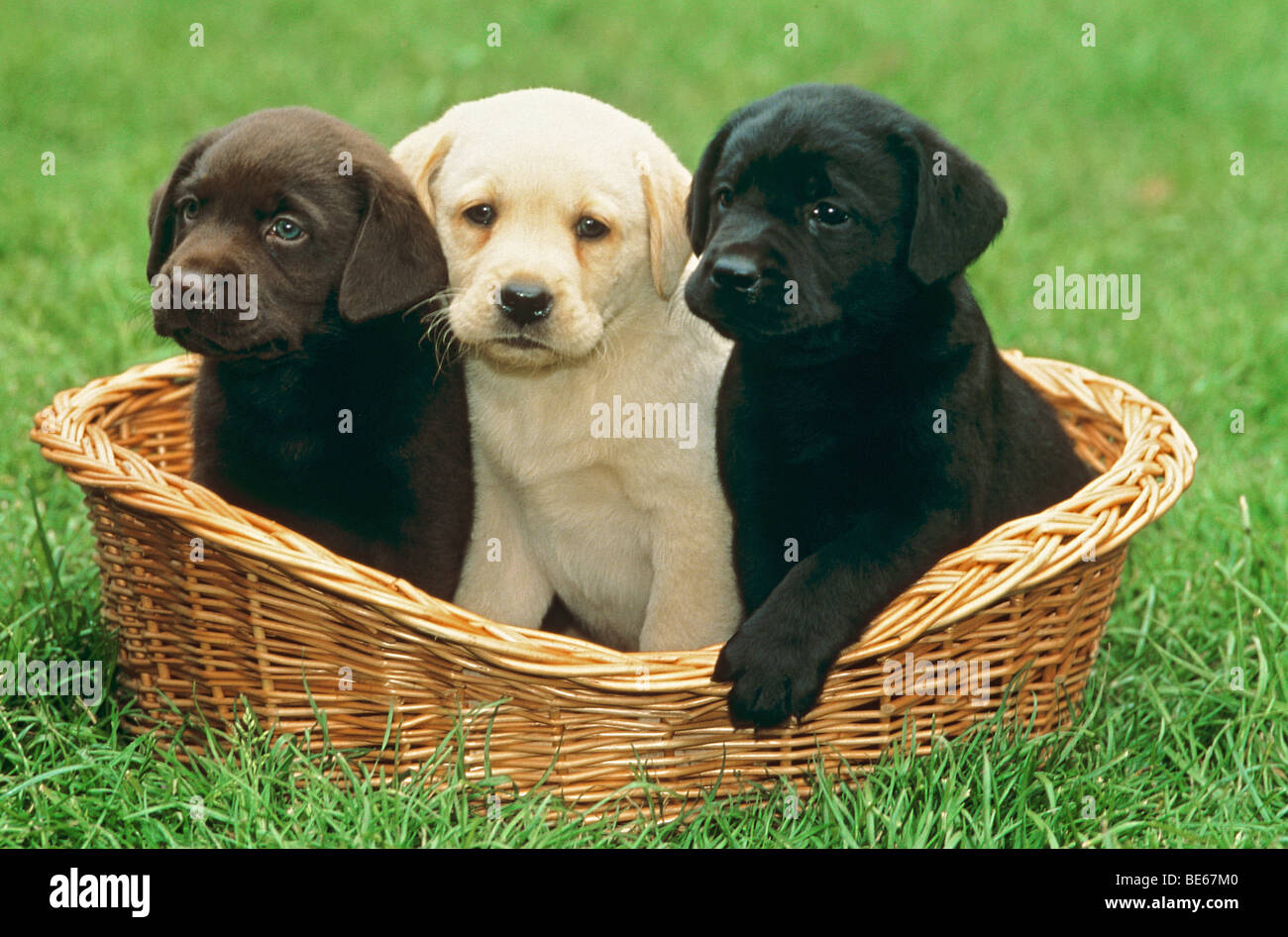 Labrador Retriever dog . Three puppies sitting in a basket Stock Photo ...