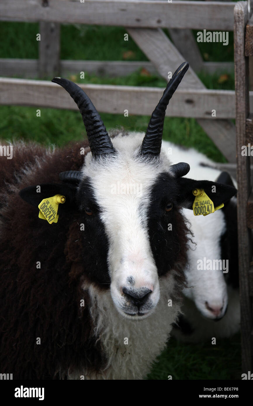 Jacobs Sheep High Resolution Stock Photography and Images - Alamy