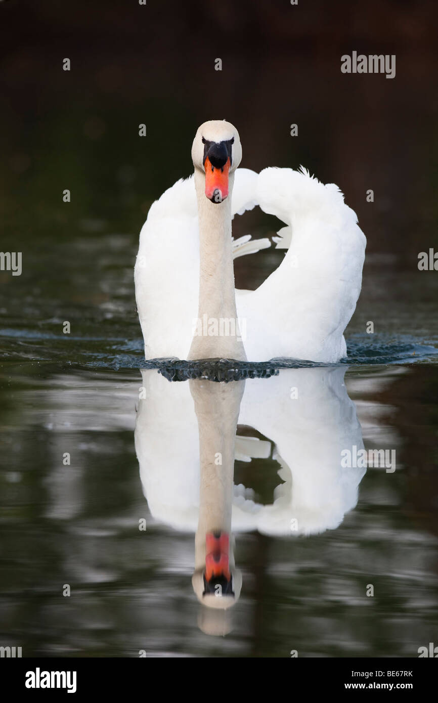 Mute Swan (Cygnus olor), male busking Stock Photo - Alamy