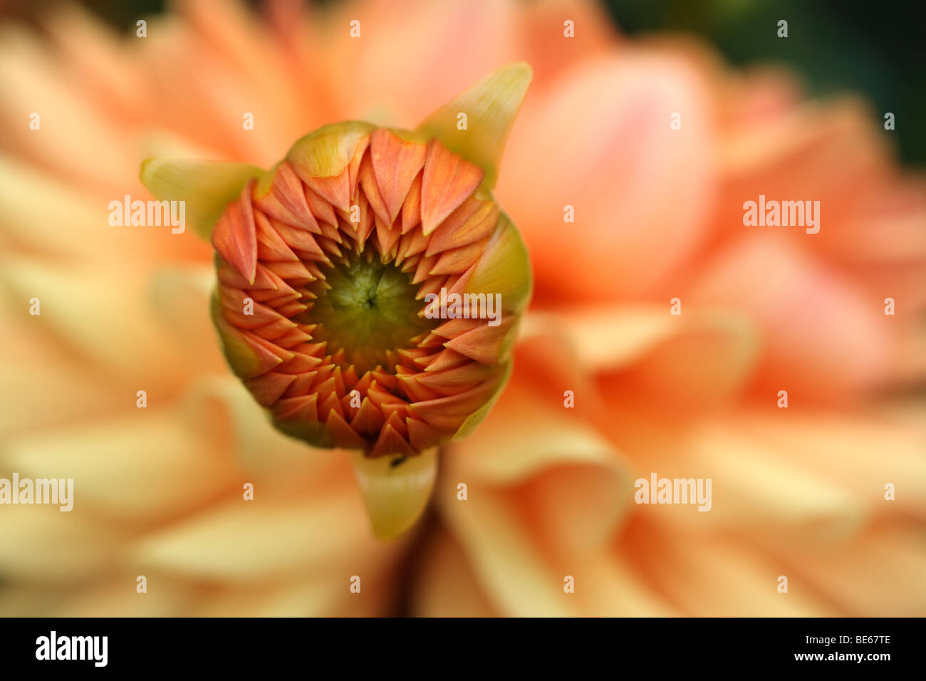 Bud of a Dahlia (Dahlia hybrida) variety Stock Photo - Alamy