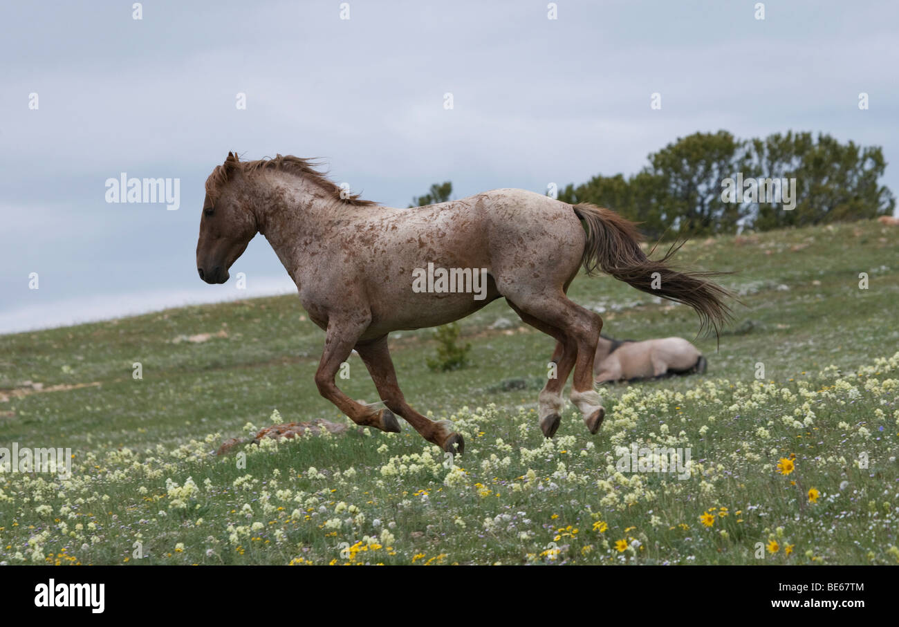 Wild mustang north america hi-res stock photography and images - Alamy