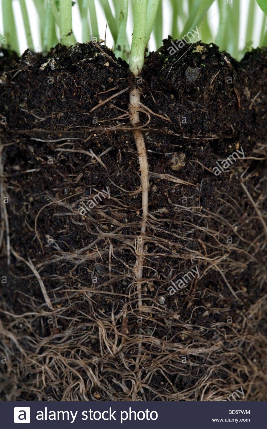 Roots Soil Close Up Stock Photos & Roots Soil Close Up Stock Images - Alamy