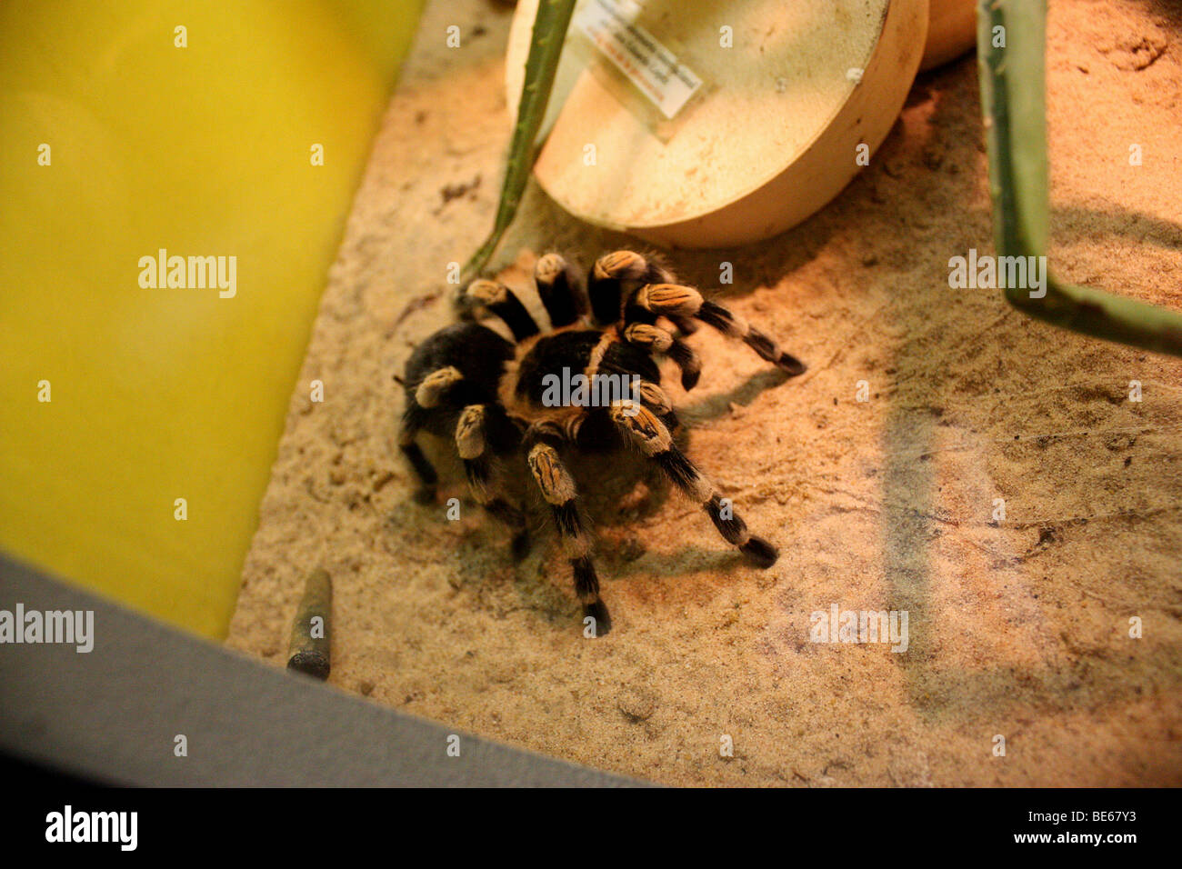 Mexican spider hi-res stock photography and images - Alamy