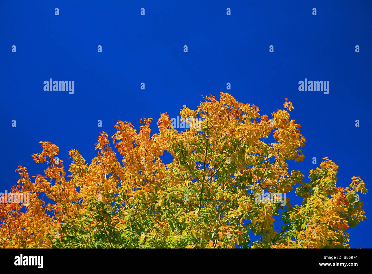 Golden sycamore leaf hi-res stock photography and images - Alamy