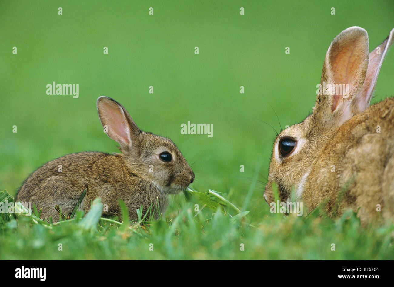 European rabbit with cub on meadow / Oryctolagus cuniculus Stock Photo ...