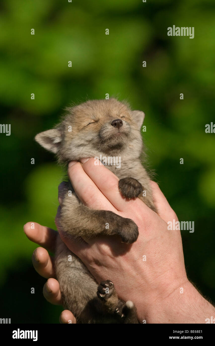 Red Fox (Vulpes vulpes). Orhaned pup raised by humans Stock Photo - Alamy
