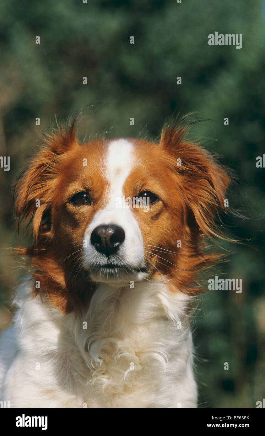 Dutch decoy spaniel hi-res stock photography and images - Alamy