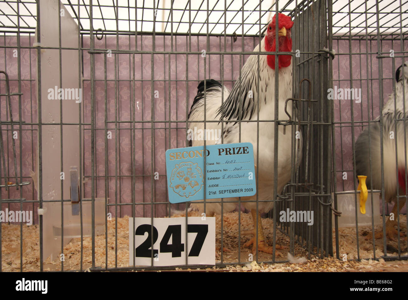 Prizewinning hen hi-res stock photography and images - Alamy