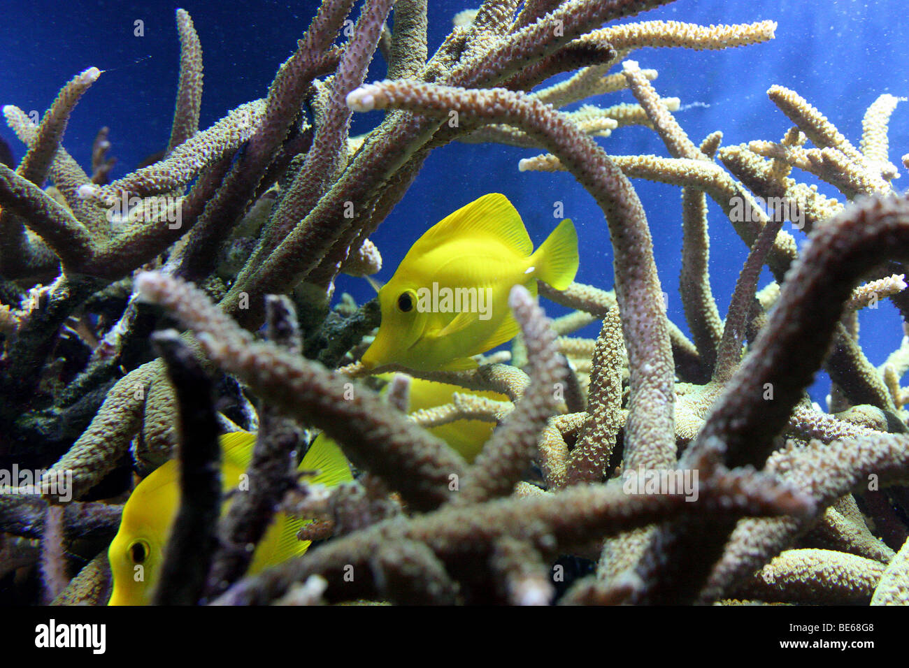 Teleost Fishes Stock Photos & Teleost Fishes Stock Images - Alamy