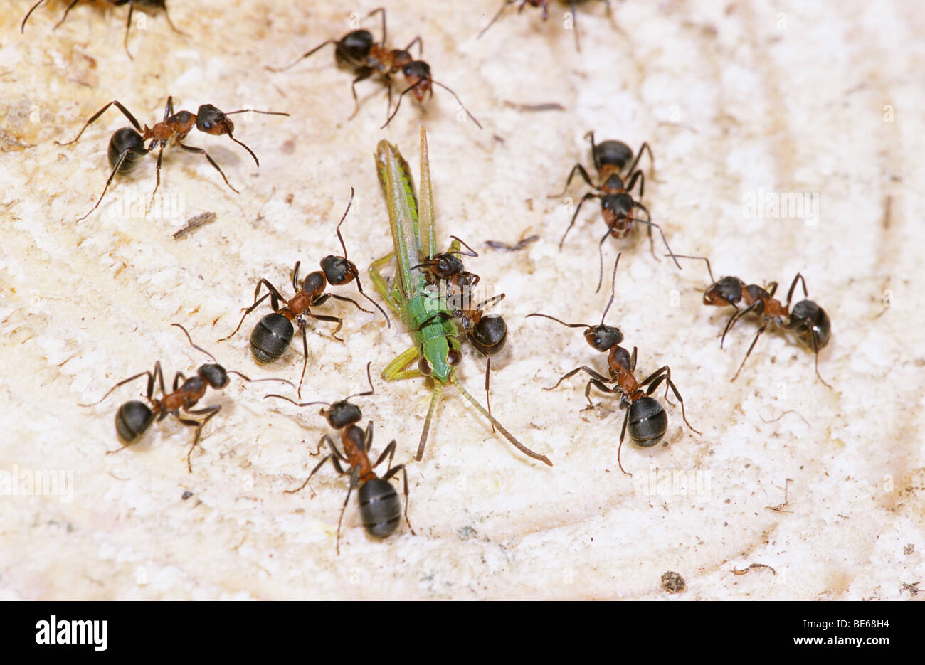 Grasshopper and ant hi-res stock photography and images - Alamy