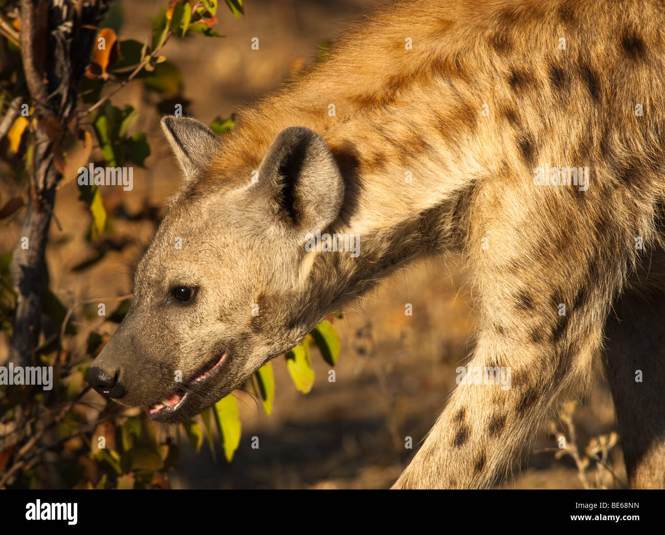 Hayena hi-res stock photography and images - Alamy
