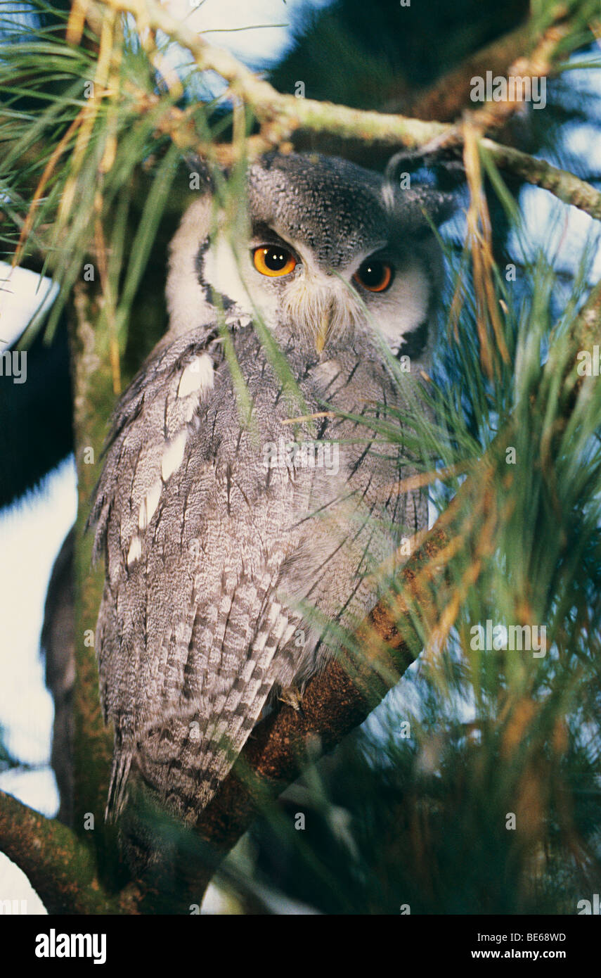 Northern white faced owls ptilopsis leucotis hi-res stock photography and images - Alamy