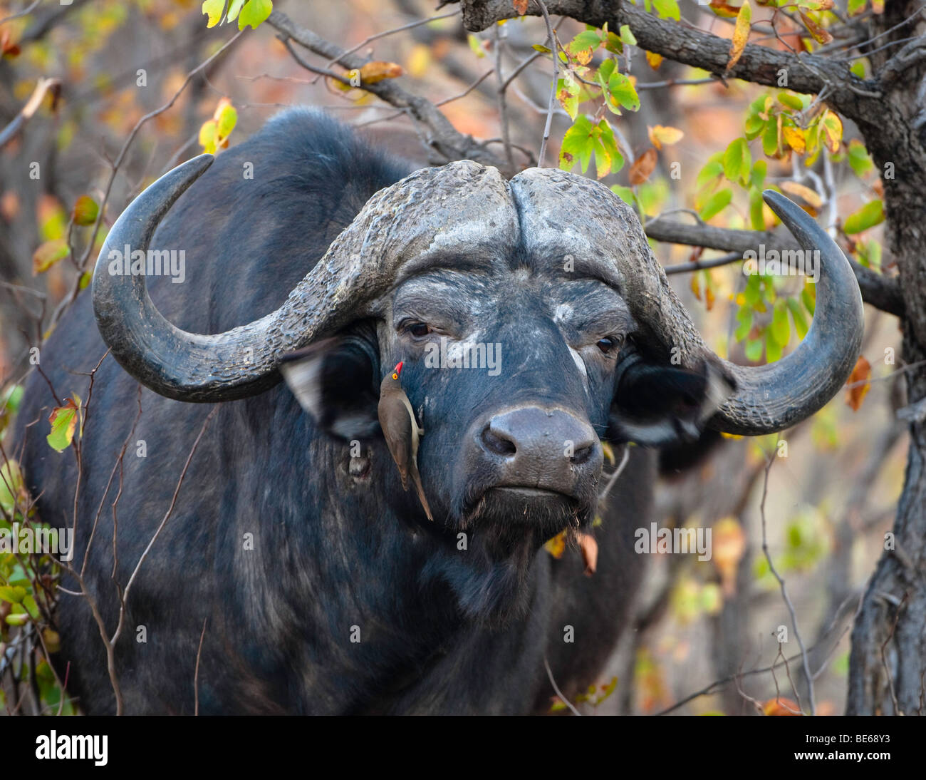 Buffalo portrait hi-res stock photography and images - Alamy