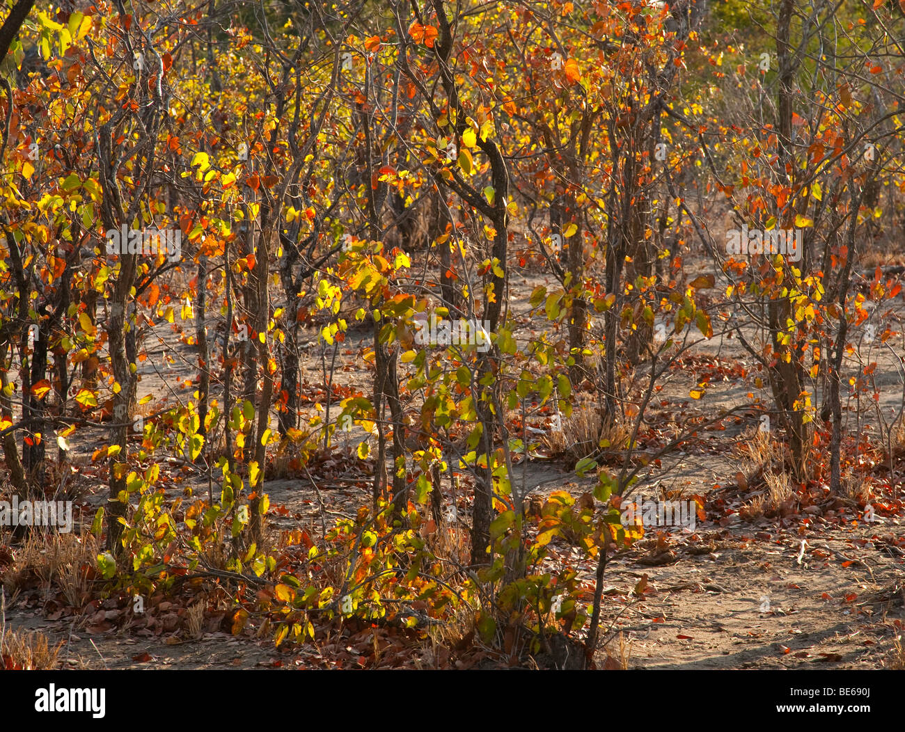 Colours of africa hi-res stock photography and images - Alamy