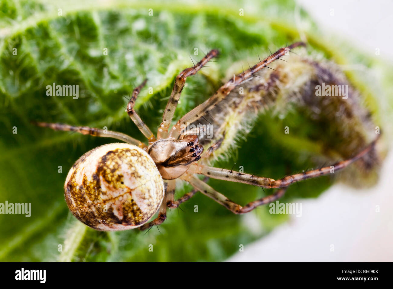 Autumn spider (Metellina segmentata Stock Photo - Alamy
