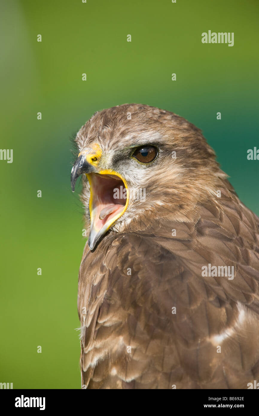 Swooping common hi-res stock photography and images - Alamy