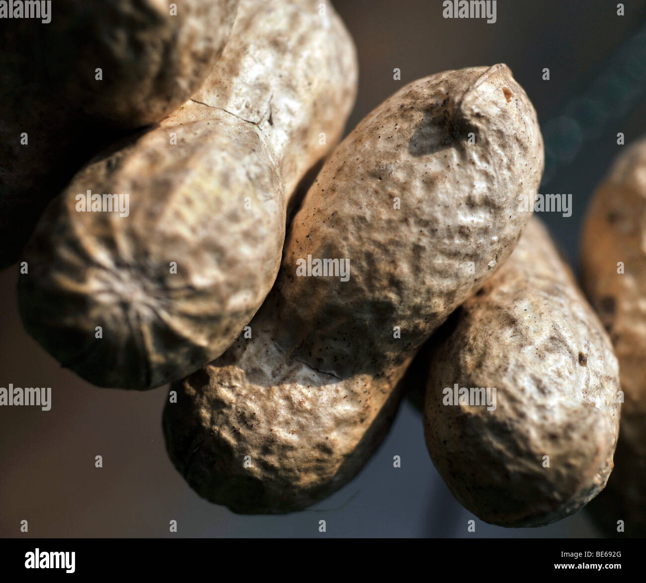 Husk shell hi-res stock photography and images - Alamy