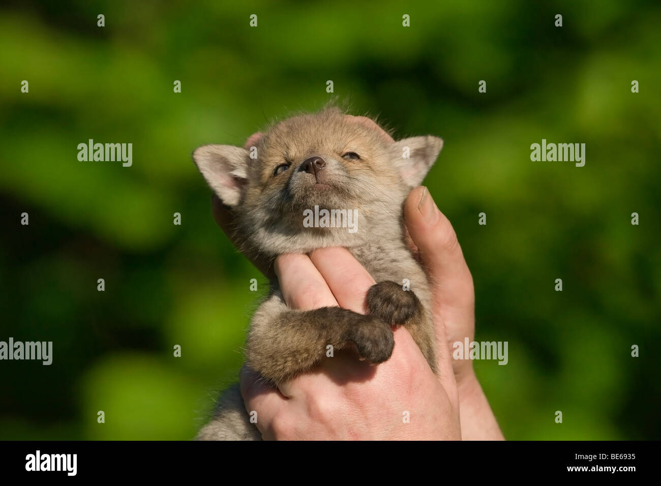 Red Fox (Vulpes vulpes). Orhaned pup raised by humans Stock Photo - Alamy