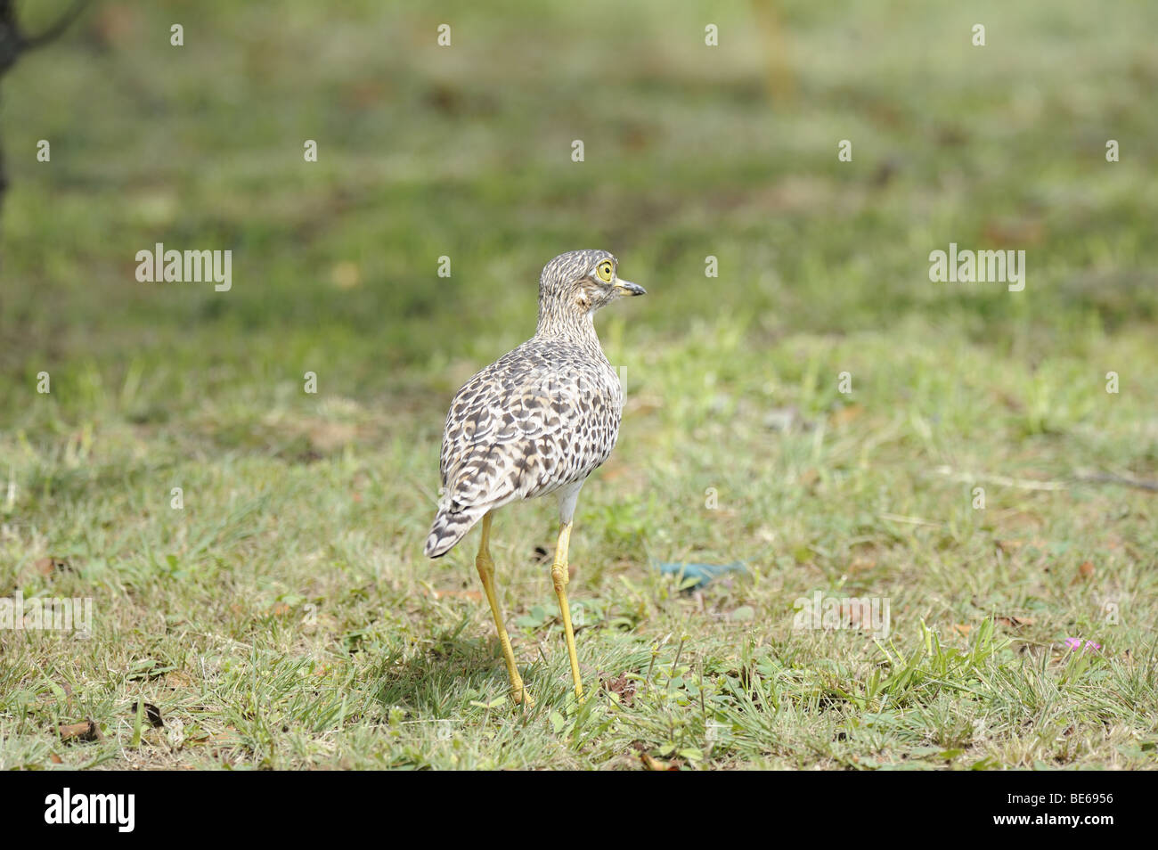 Spotted Dikkop High Resolution Stock Photography and Images - Alamy