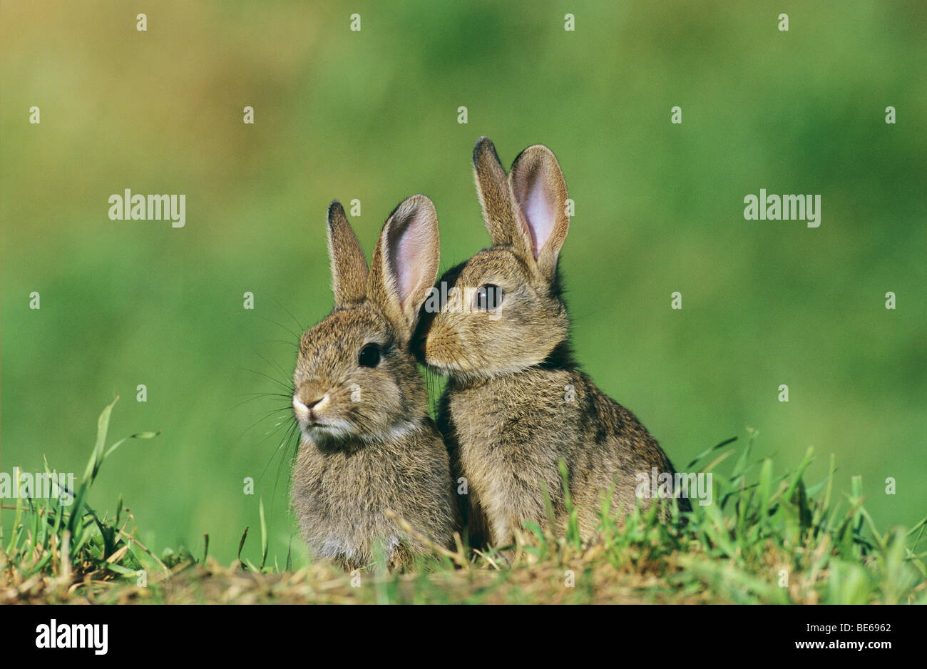 European Rabbit (Oryctolagus cuniculus). Two young on a meadow Stock ...