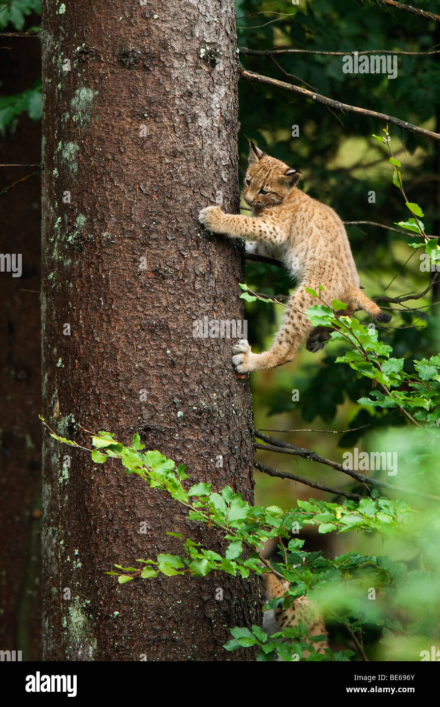 Baby lynx hi-res stock photography and images - Alamy
