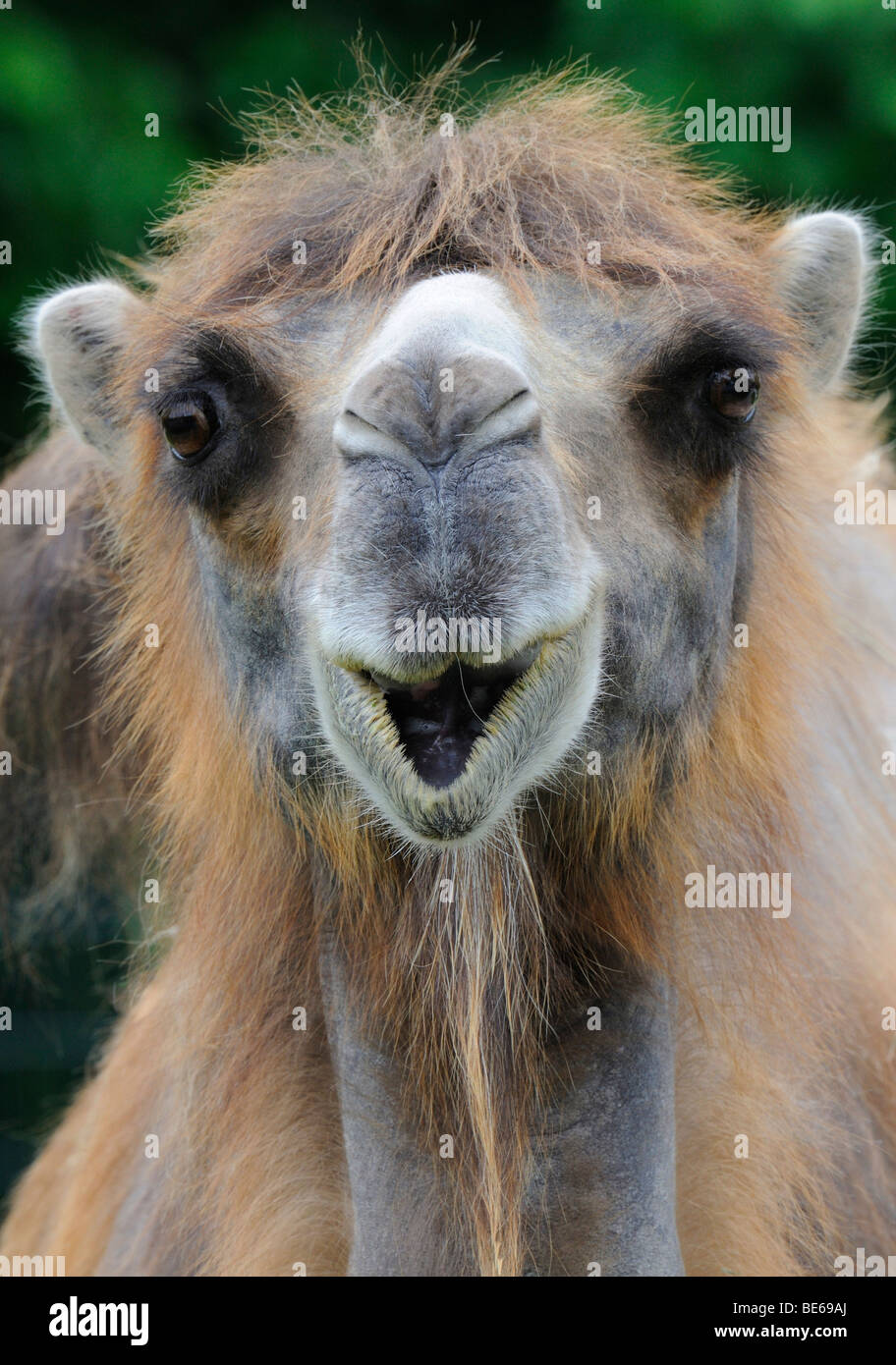 Bactrian camel hi-res stock photography and images - Alamy