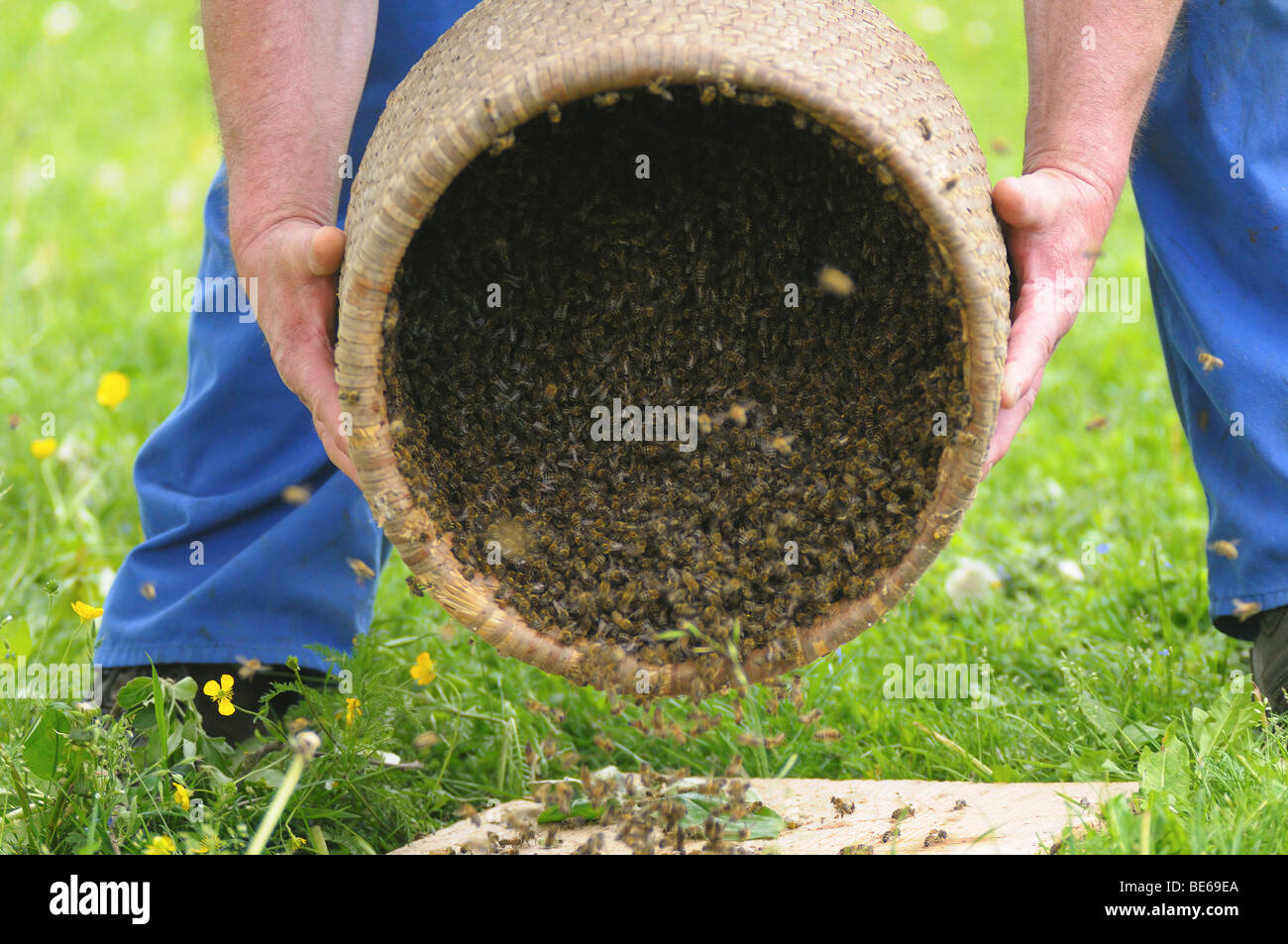 European honey bees hi-res stock photography and images - Alamy