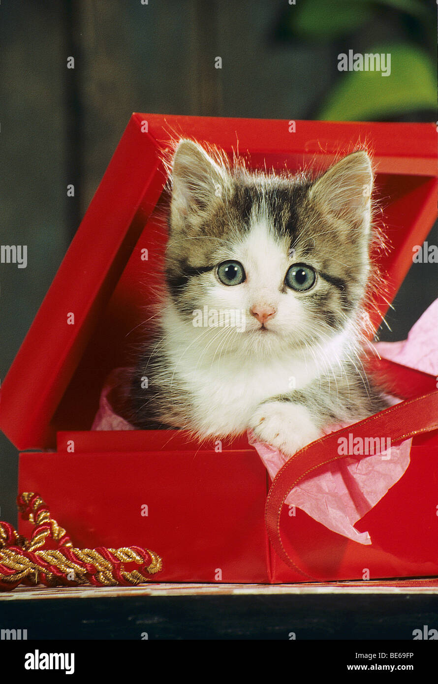 young domestic cat in red box Stock Photo - Alamy