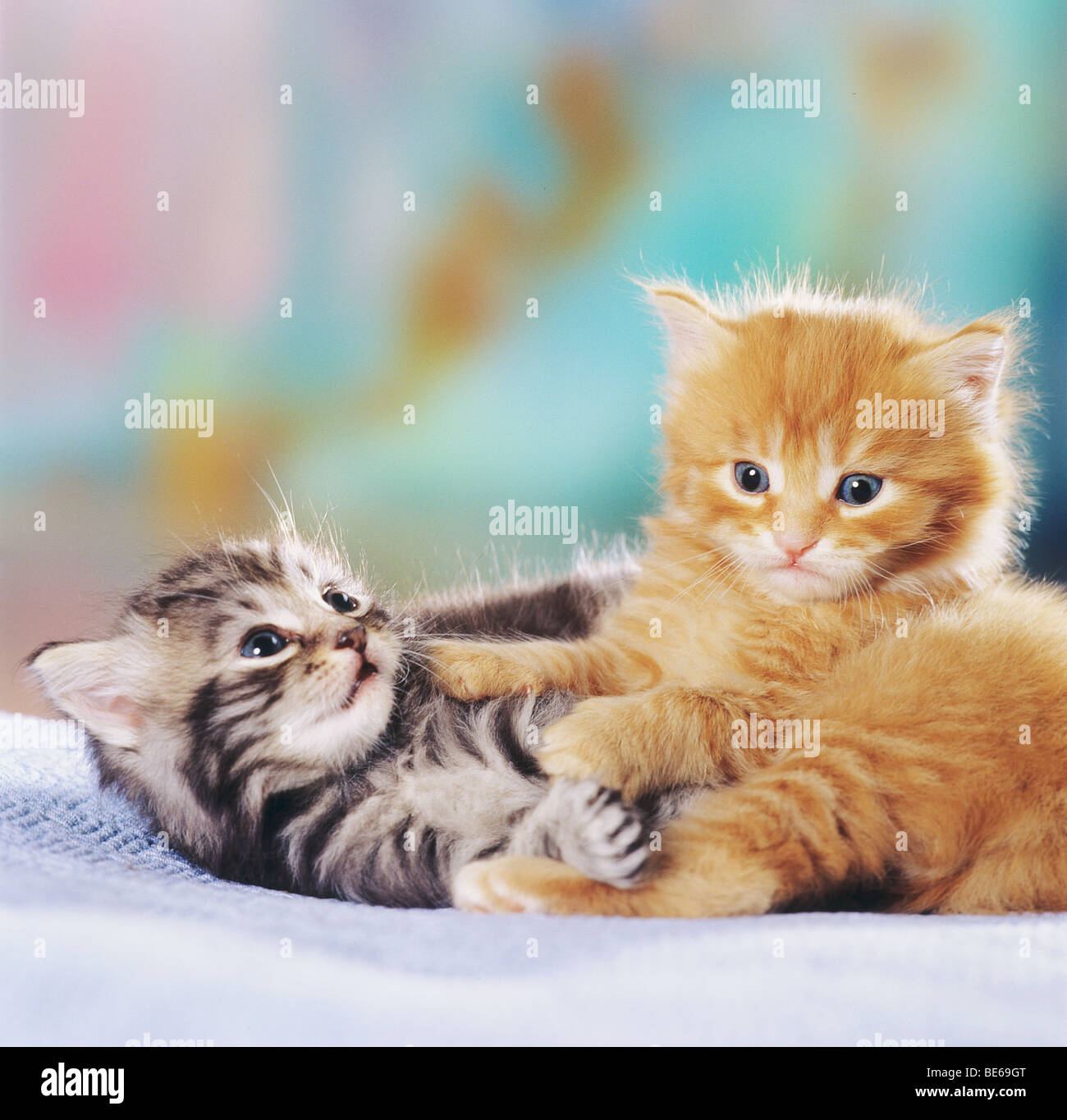 two kittens - playing Stock Photo - Alamy