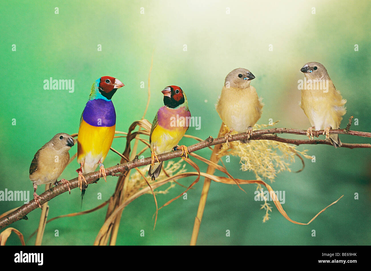 Gouldian finches - Pair with squabs / chloebia gouldiae Stock Photo - Alamy