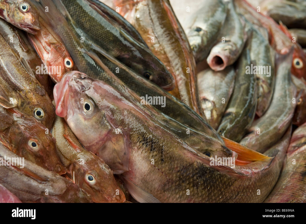 Mullet gb hi-res stock photography and images - Alamy